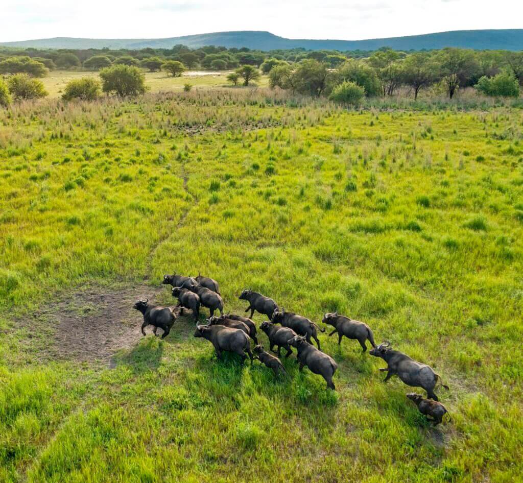 Our Future : Lapalala’s sustainability, conservation, legacy, tourism ...